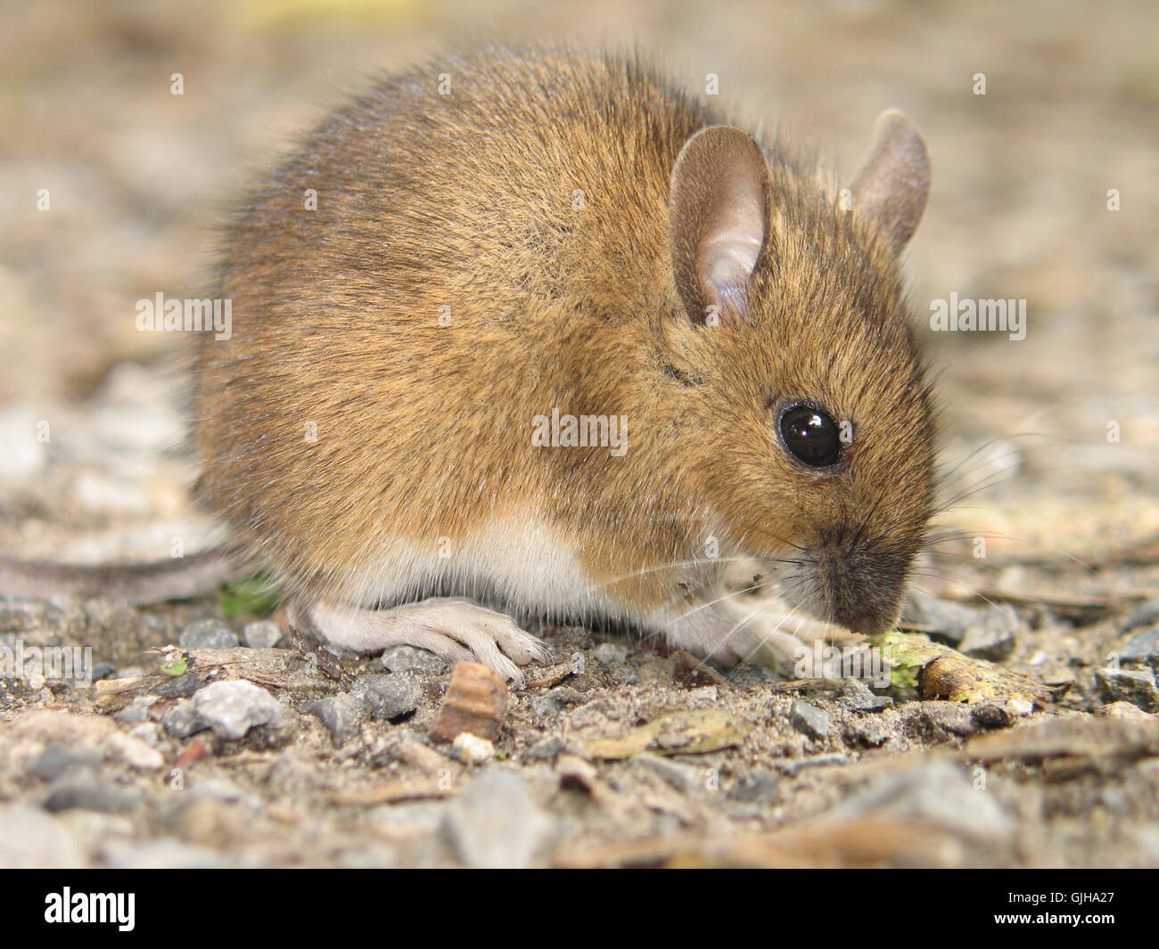 animal mammal ground Stock Photo - Alamy