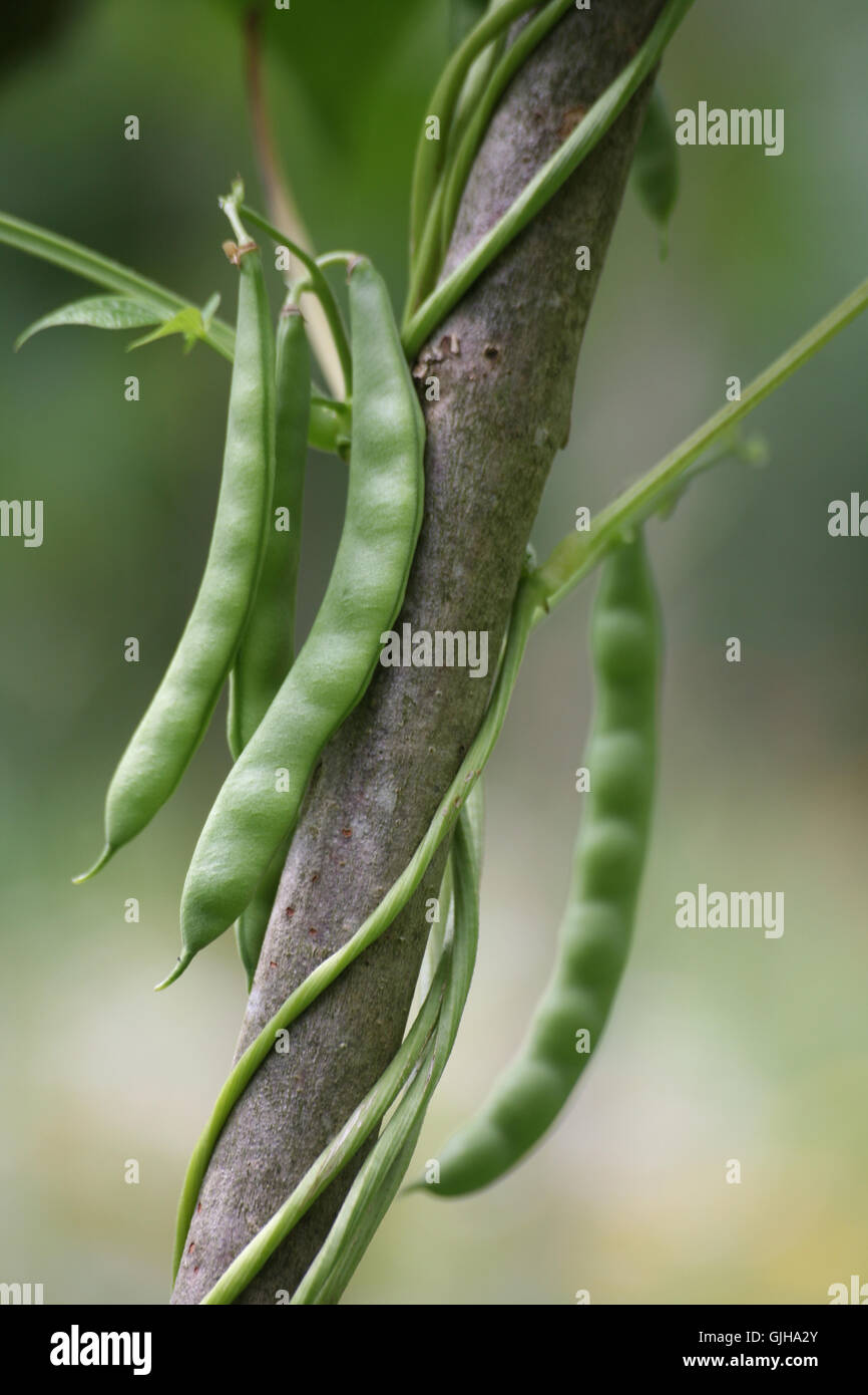 Keniabohnen hi-res stock photography and images - Alamy