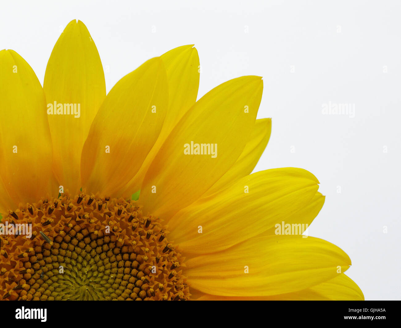 detail flower plant Stock Photo - Alamy