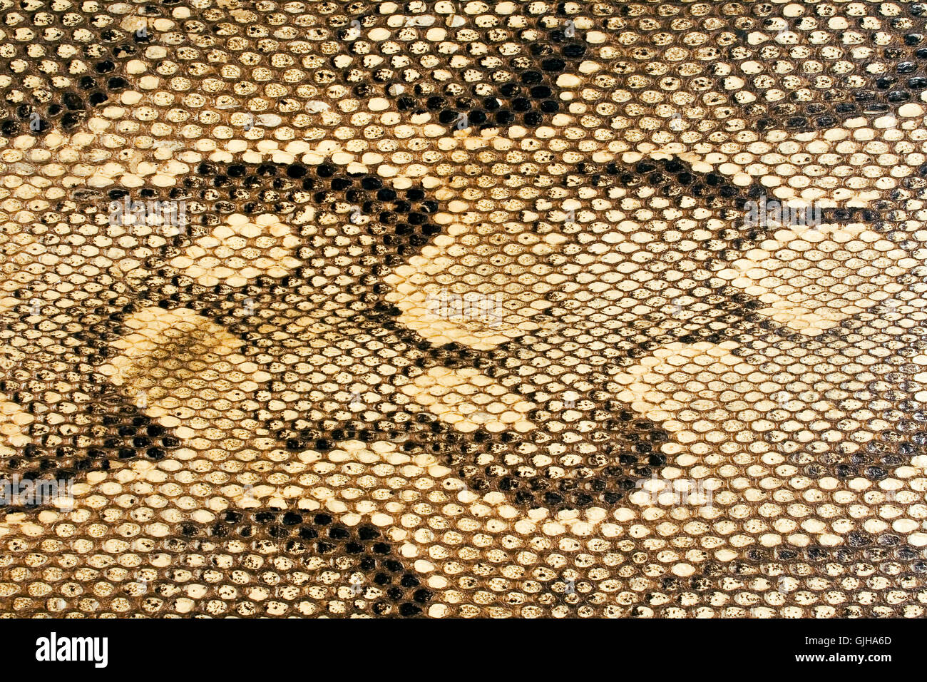 Snakeskin High Resolution Stock Photography and Images - Alamy