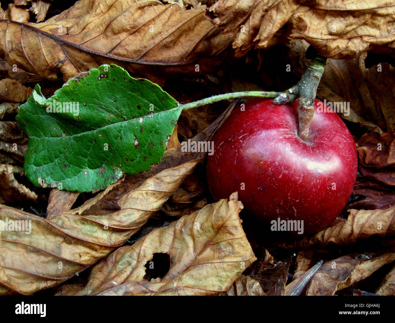 garden apple tree fruit Stock Photo - Alamy
