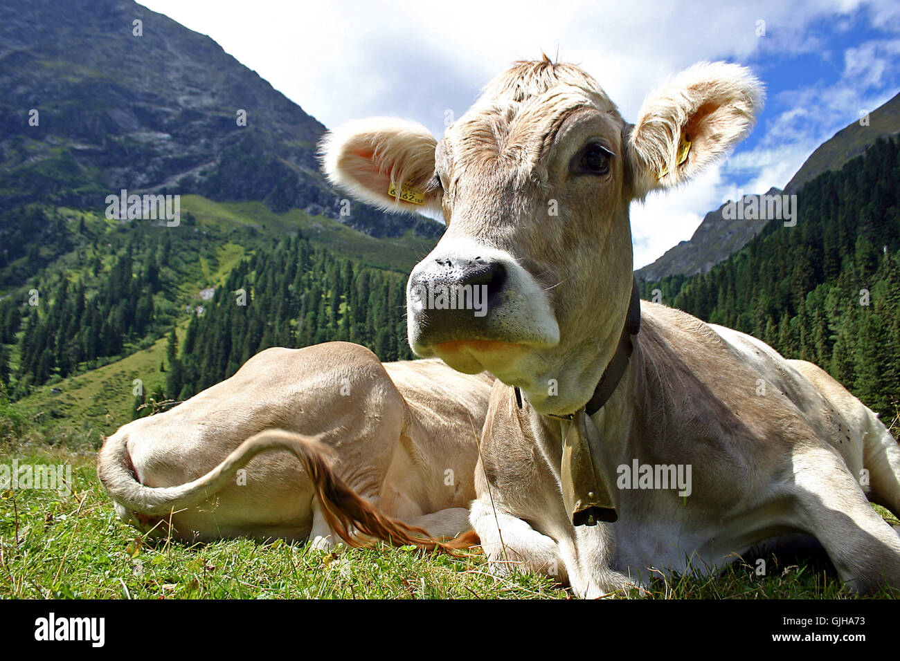 Flying hmm hi-res stock photography and images - Alamy