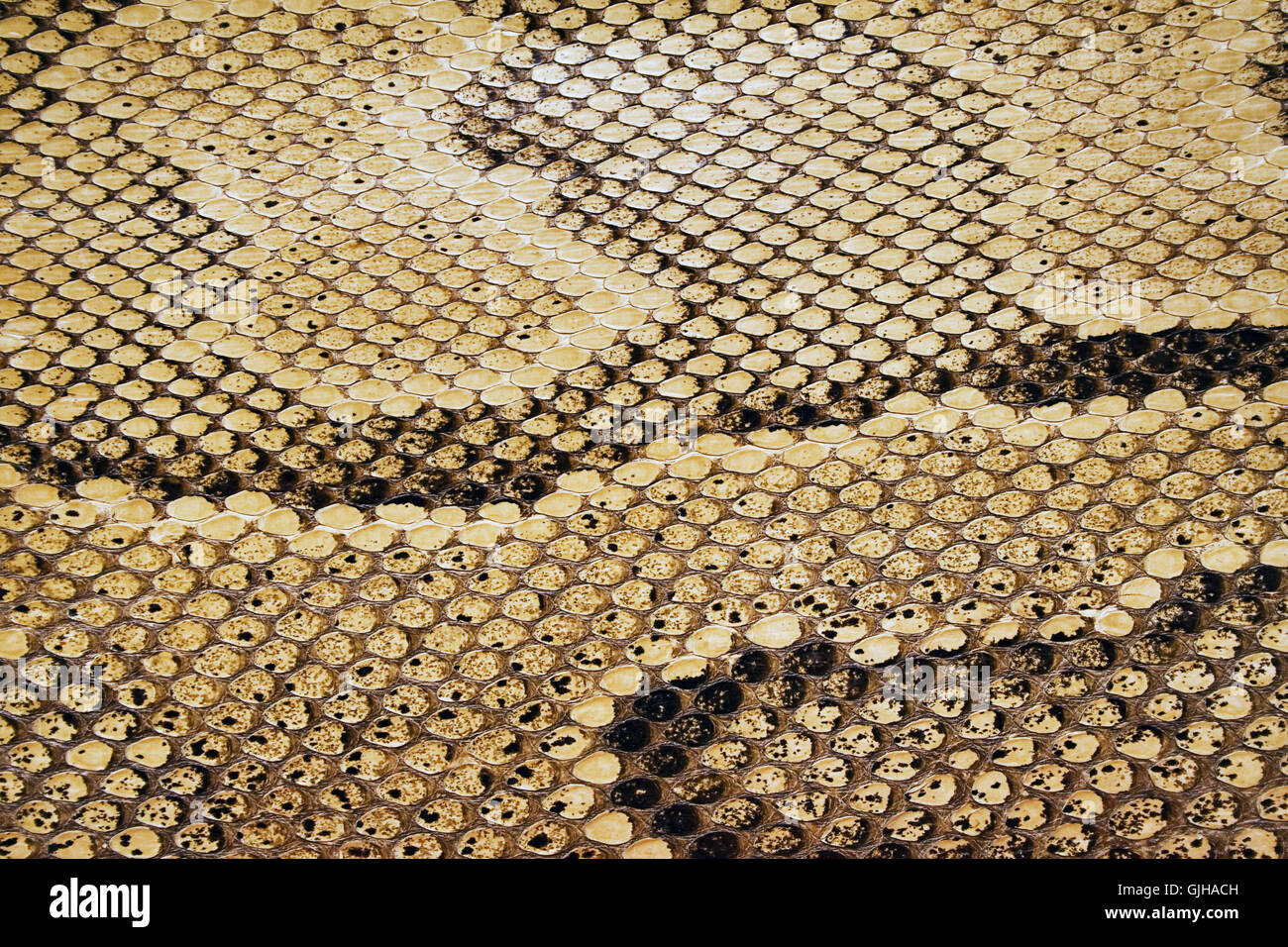 Python Handbag High Resolution Stock Photography and Images - Alamy