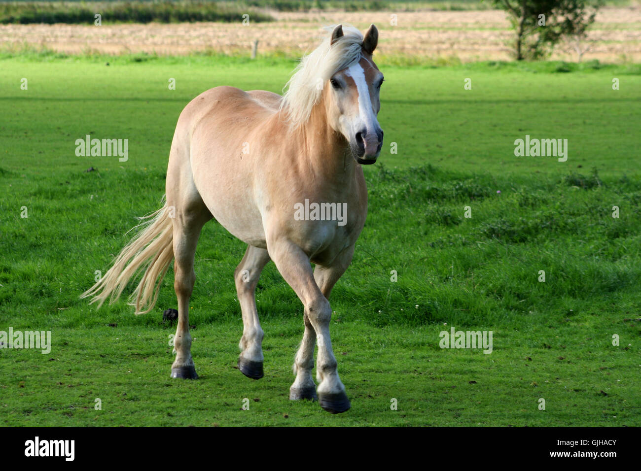 Haflinger pony hi-res stock photography and images - Alamy