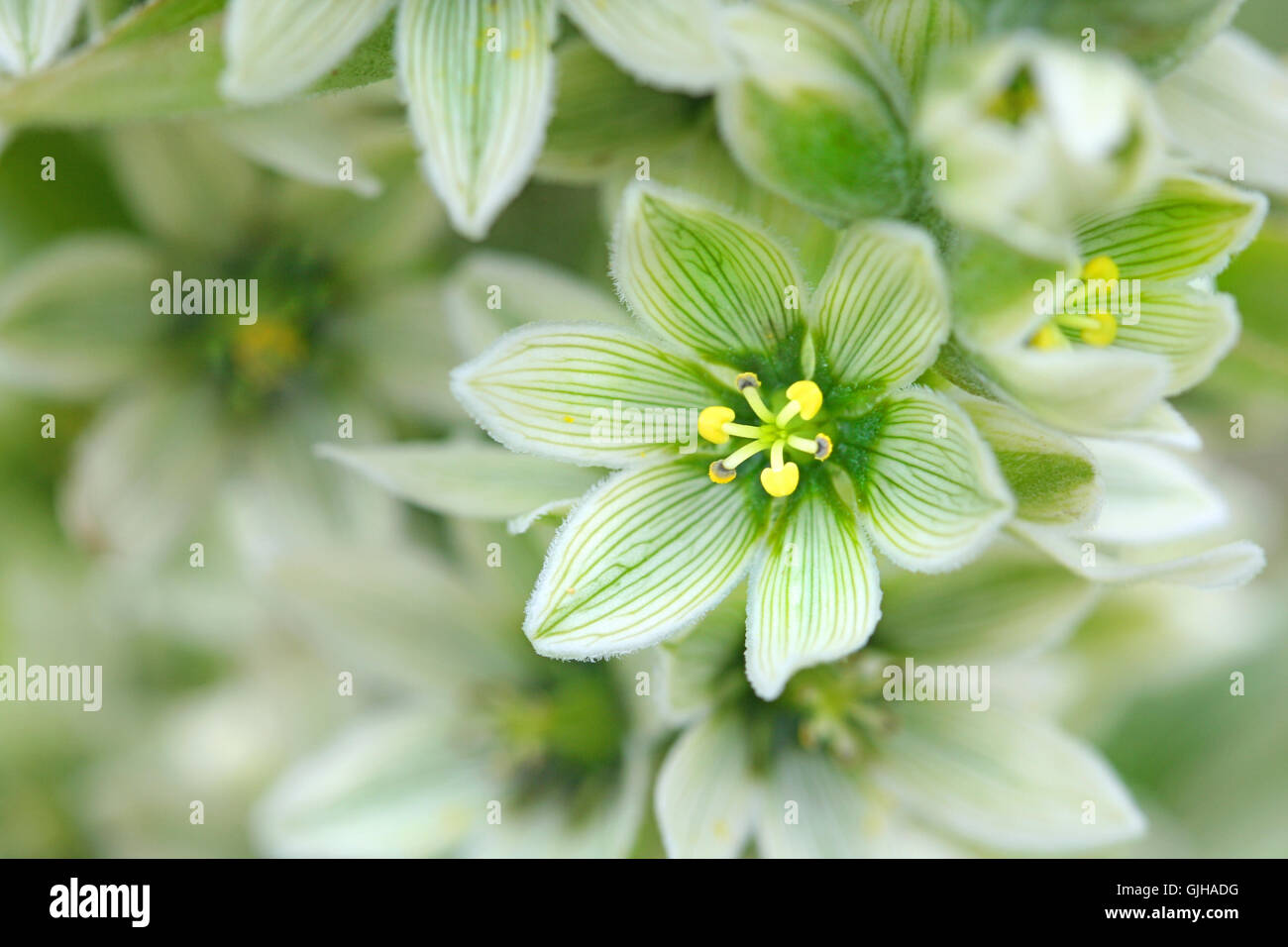 Germer hi-res stock photography and images - Alamy