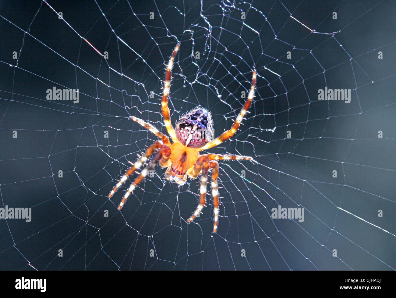 animal spider net Stock Photo - Alamy