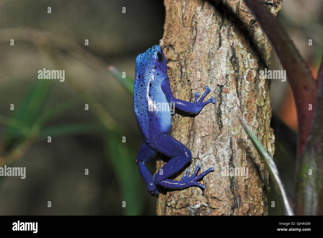 blue macro close-up Stock Photo - Alamy