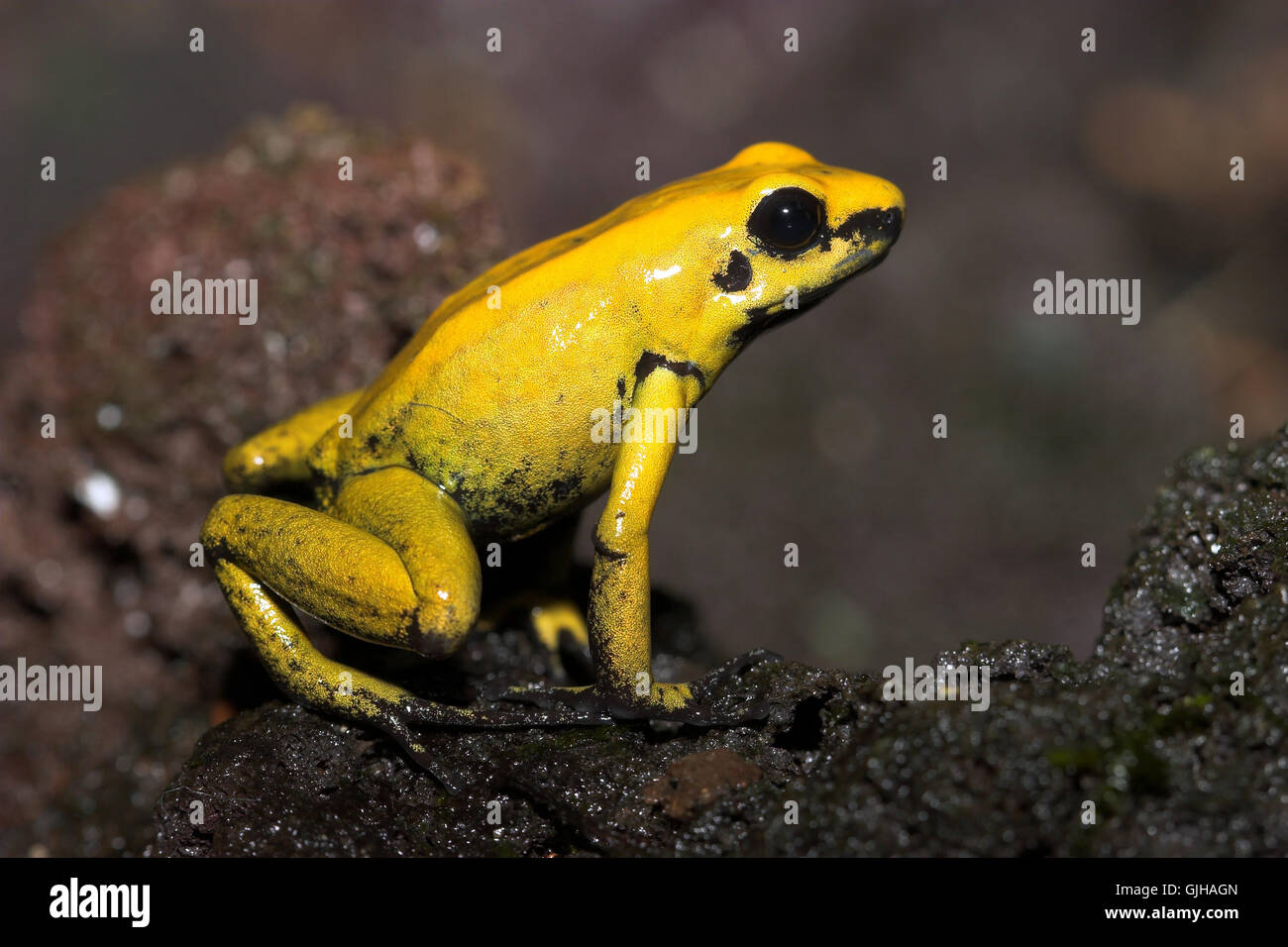 Pfeilgiftfrosch hi-res stock photography and images - Alamy