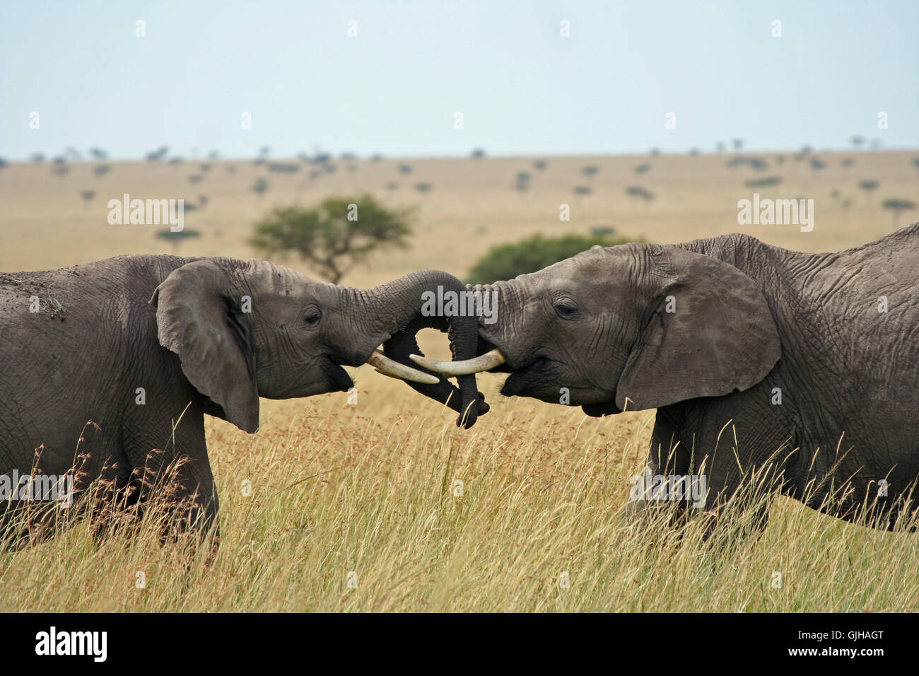 big large enormous Stock Photo - Alamy