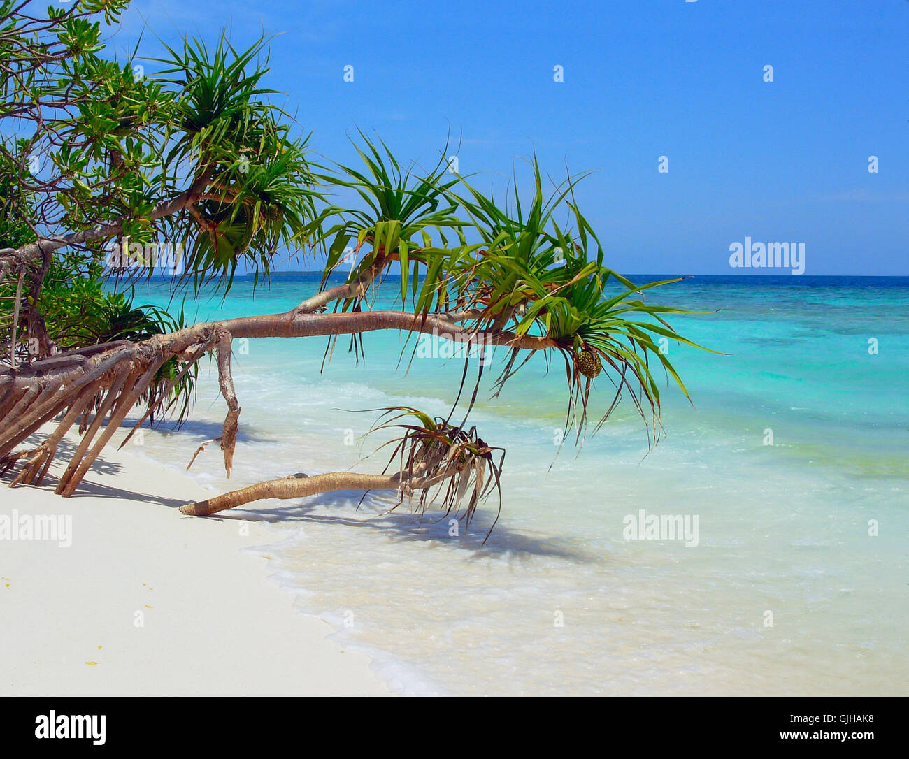 Mangrovenbusche hi-res stock photography and images - Alamy
