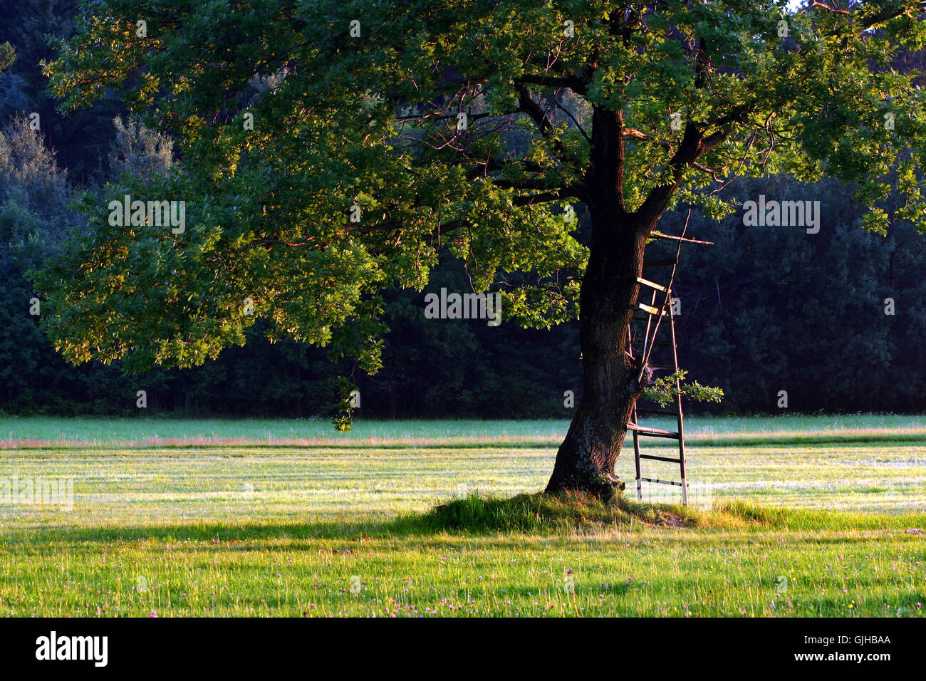 Raking evening light hi-res stock photography and images - Alamy