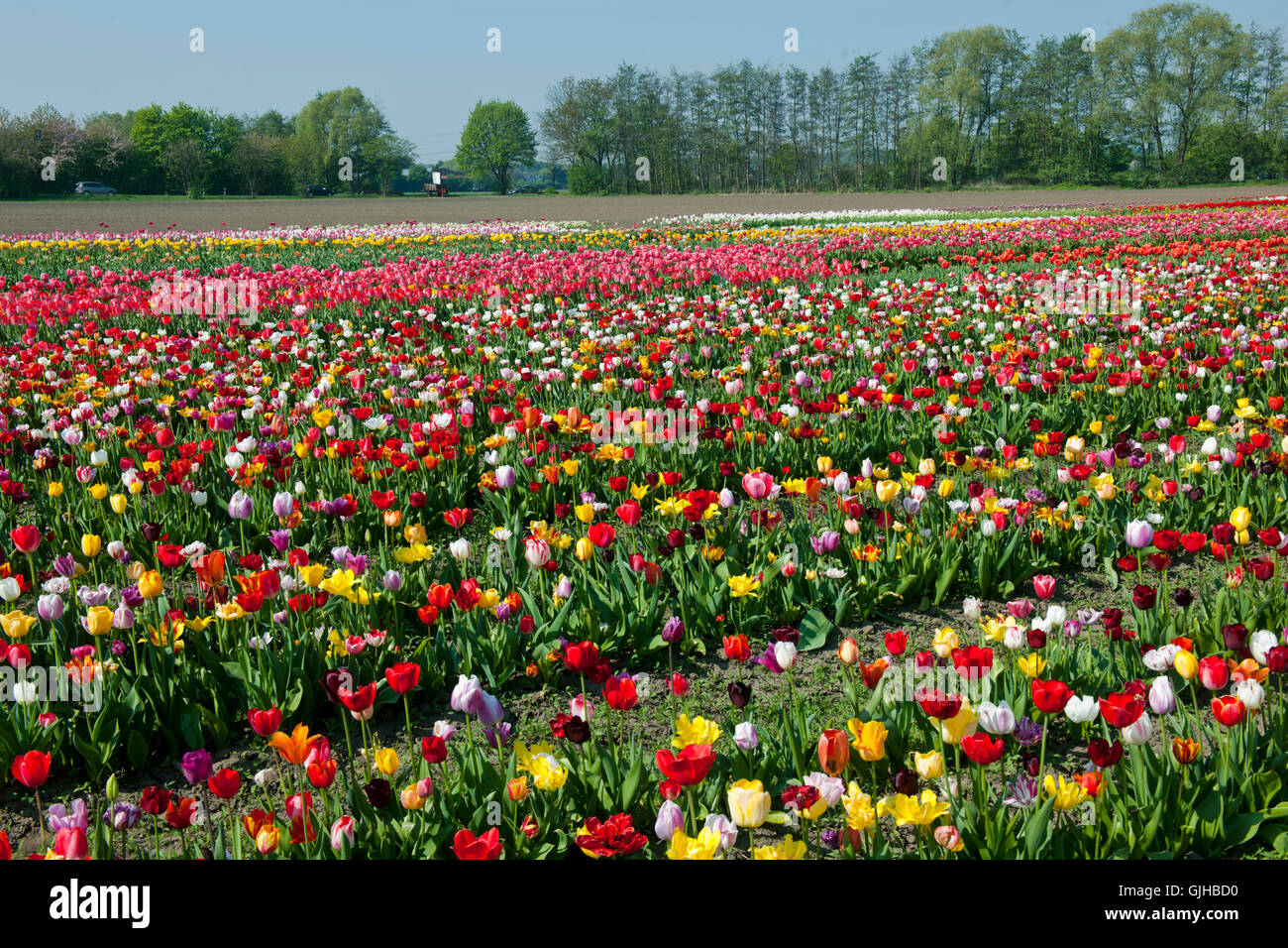 Tulpenfeld hi-res stock photography and images - Alamy