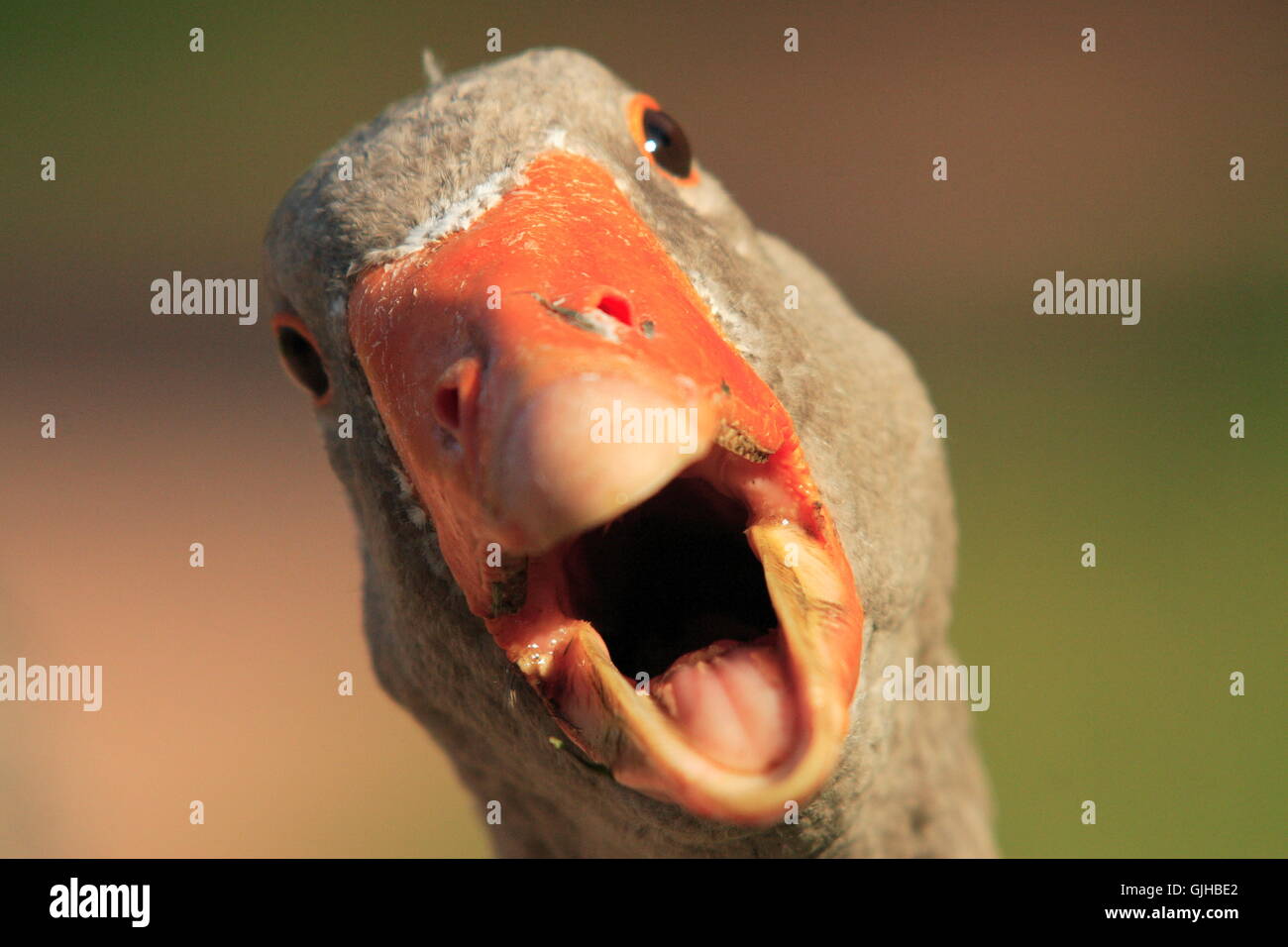 Bird tongue hi-res stock photography and images - Alamy
