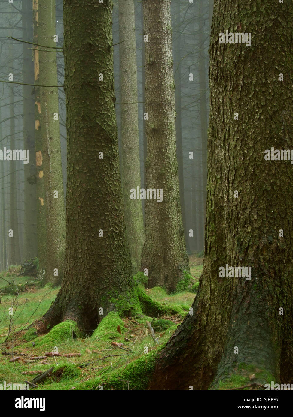 in the deep,dark forest Stock Photo - Alamy