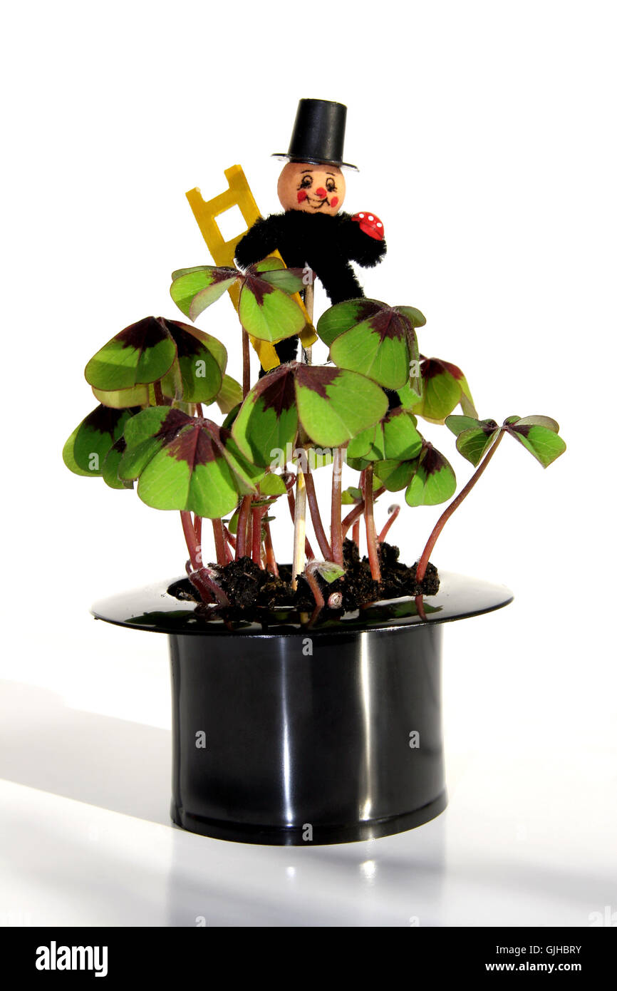 Lucky charm plant hi-res stock photography and images - Alamy