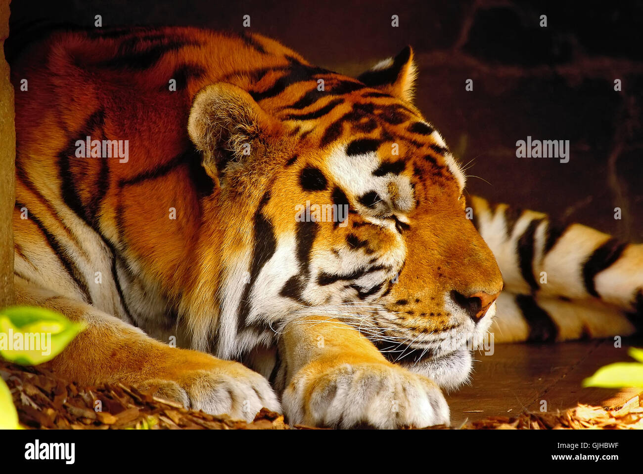 cat big cat feline predator Stock Photo - Alamy