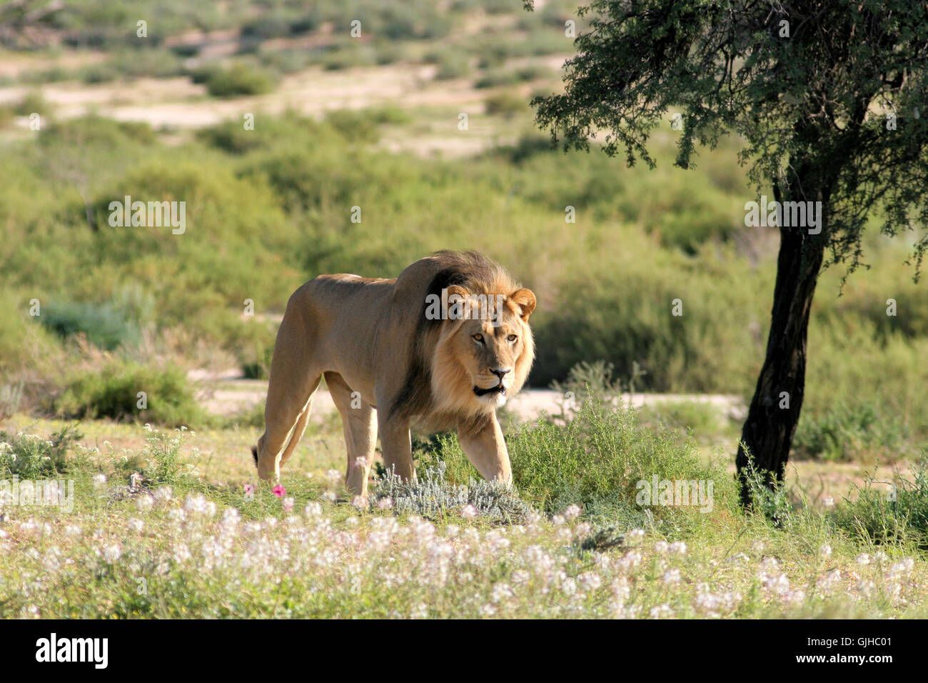 Lions mane flower hi-res stock photography and images - Alamy