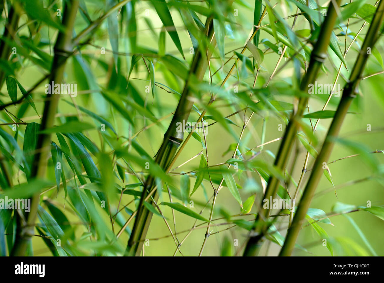 bamboo phyllostachys iridescens Stock Photo - Alamy