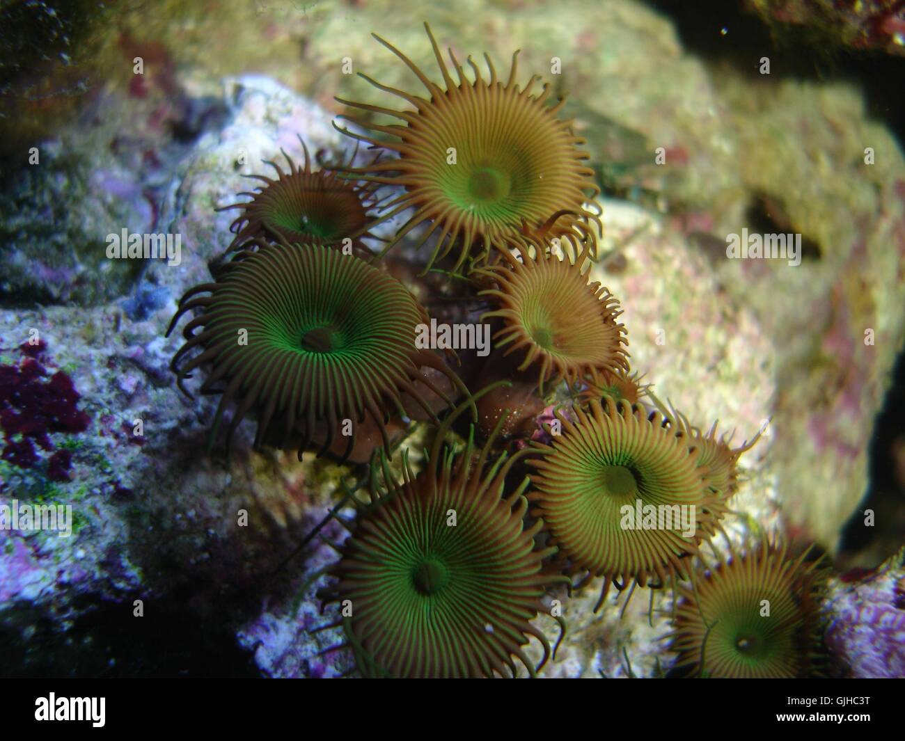 underwater anemone polyps Stock Photo - Alamy