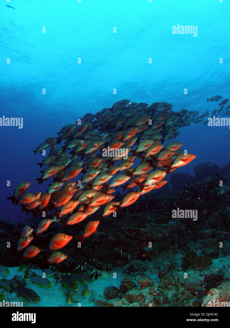blue fish wide angle Stock Photo - Alamy
