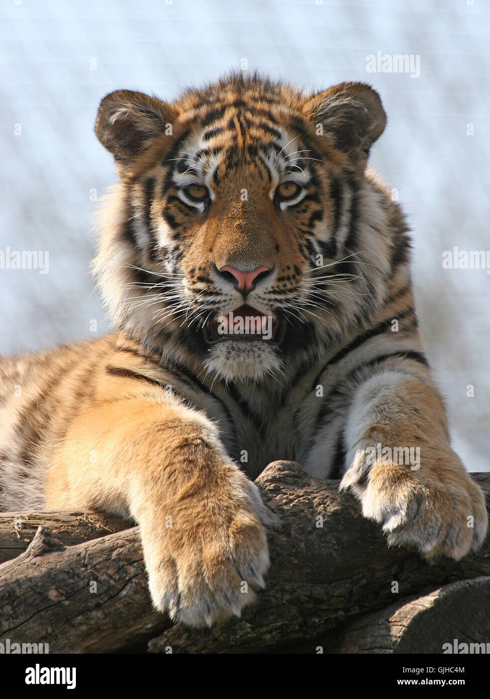 Jungtiger hi-res stock photography and images - Alamy
