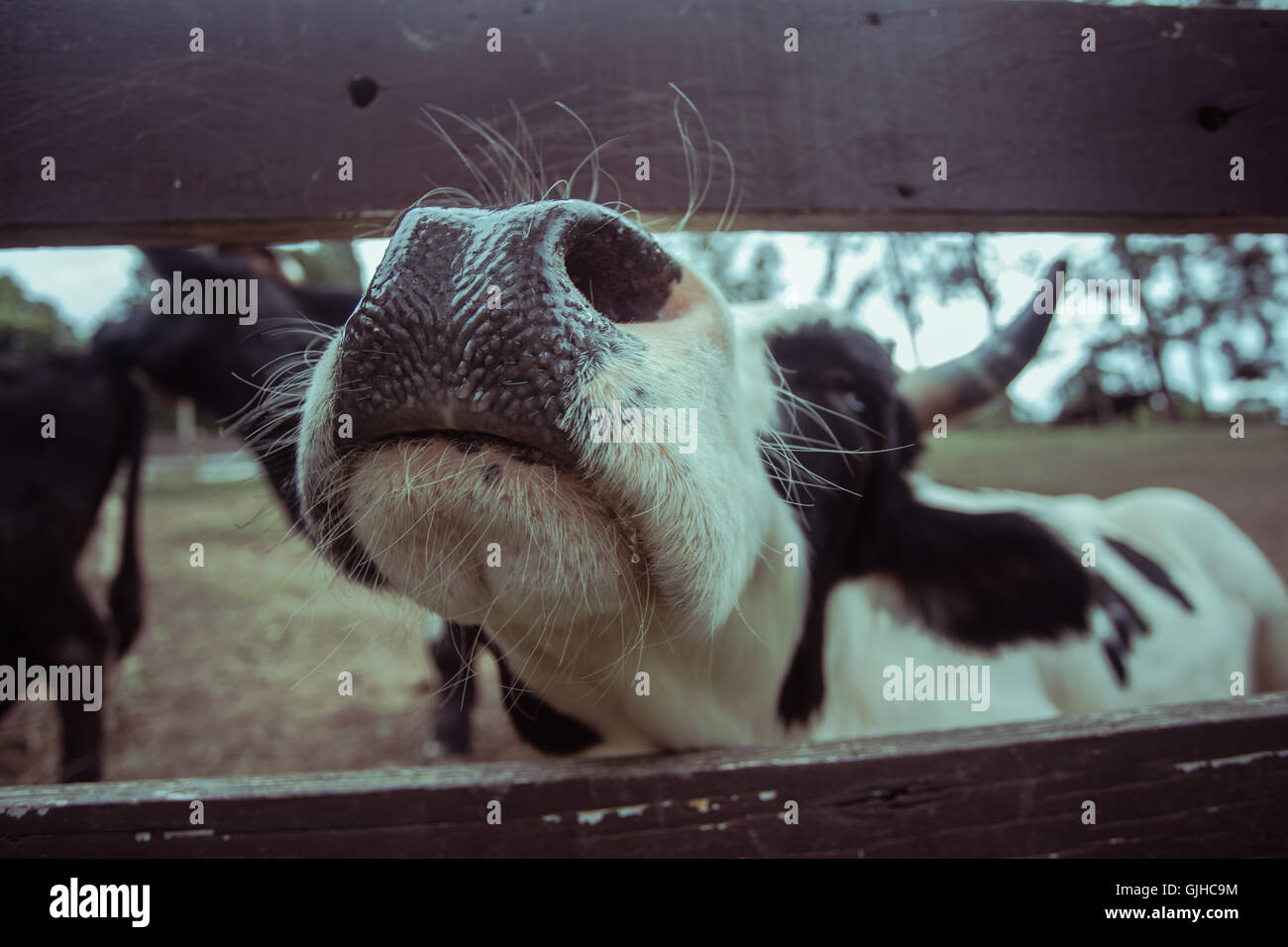 Close up of a cow looking at the camera hi-res stock photography and ...