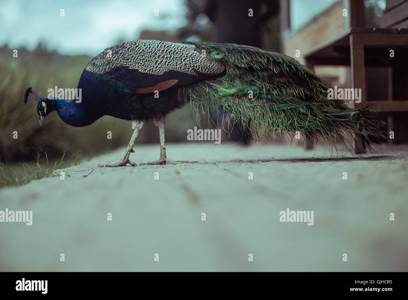 Peacock side view hi-res stock photography and images - Alamy