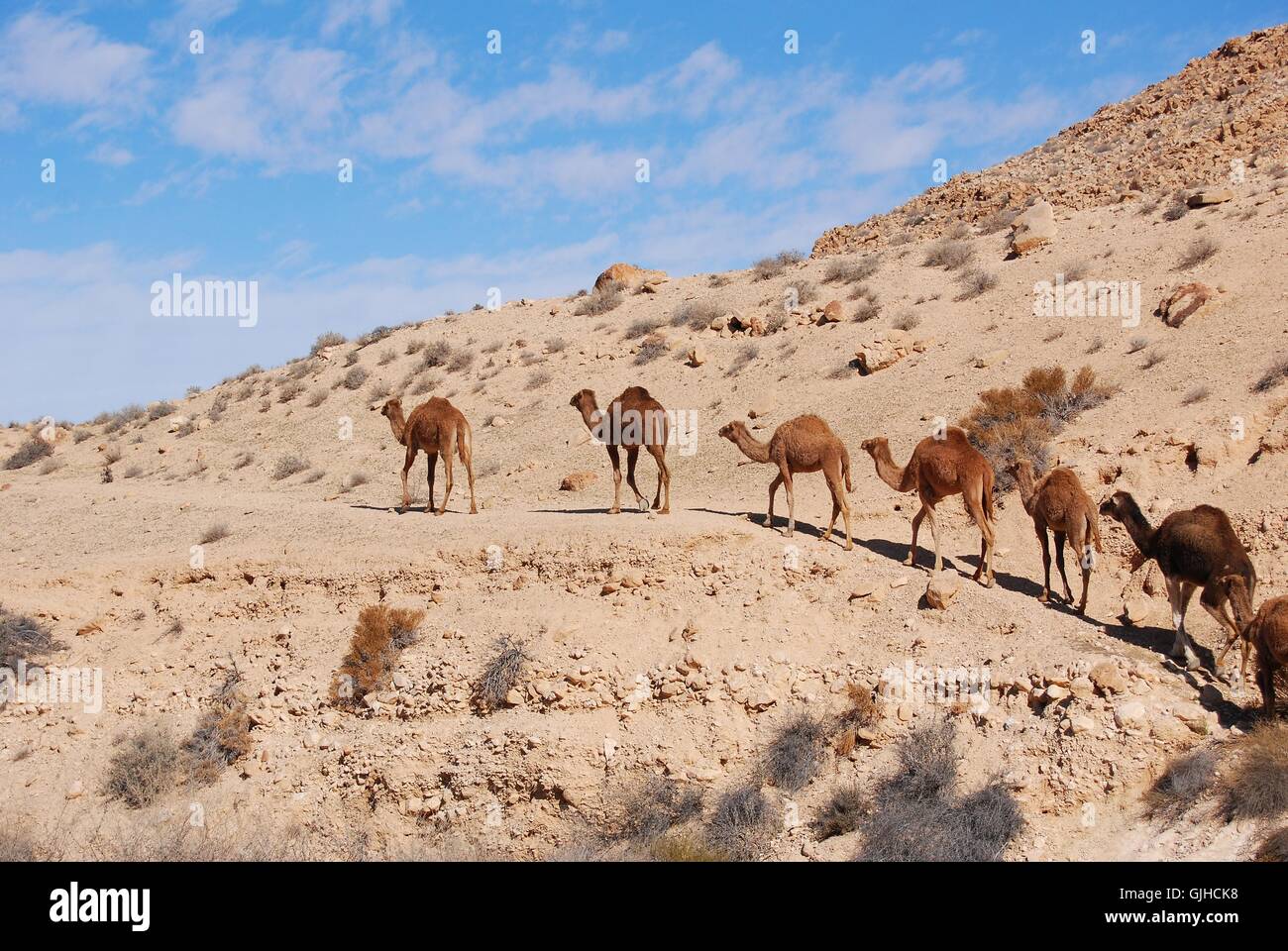 blue animal animals Stock Photo - Alamy
