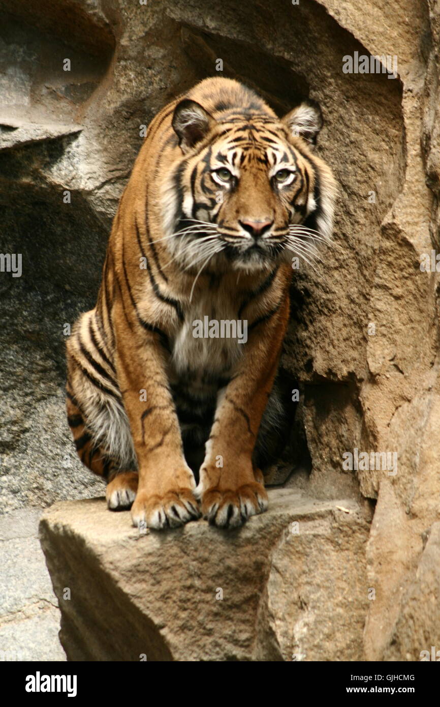 tiger sitting,panthera tigris Stock Photo - Alamy