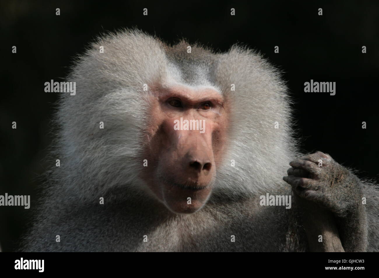 Monkey pack hi-res stock photography and images - Alamy