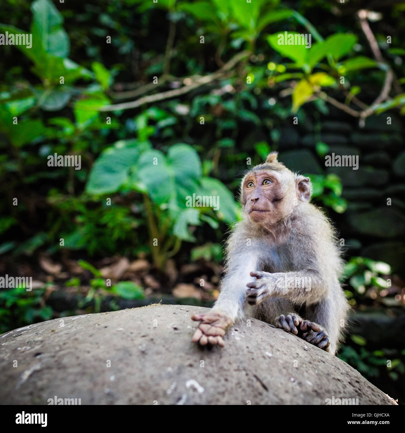 Long tailed monkey, Ubud, Bali, Indonesia Stock Photo - Alamy