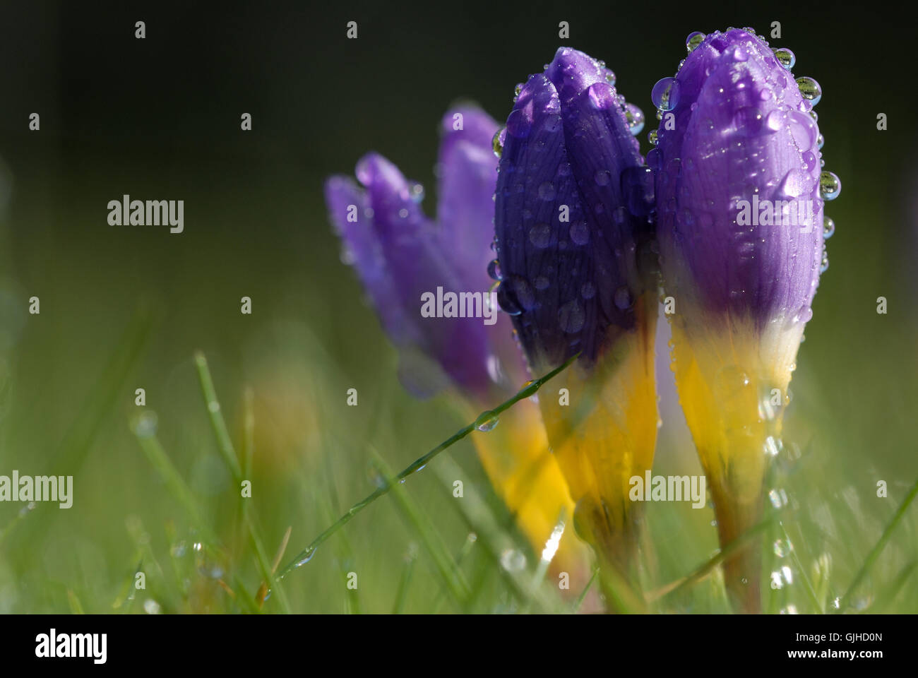 Crocus hybride hi-res stock photography and images - Alamy