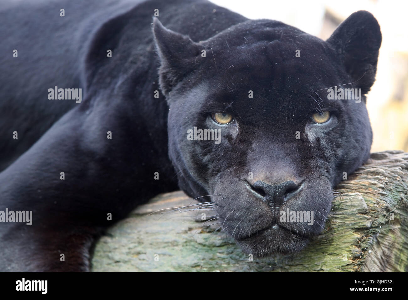 Black panther hi-res stock photography and images - Alamy