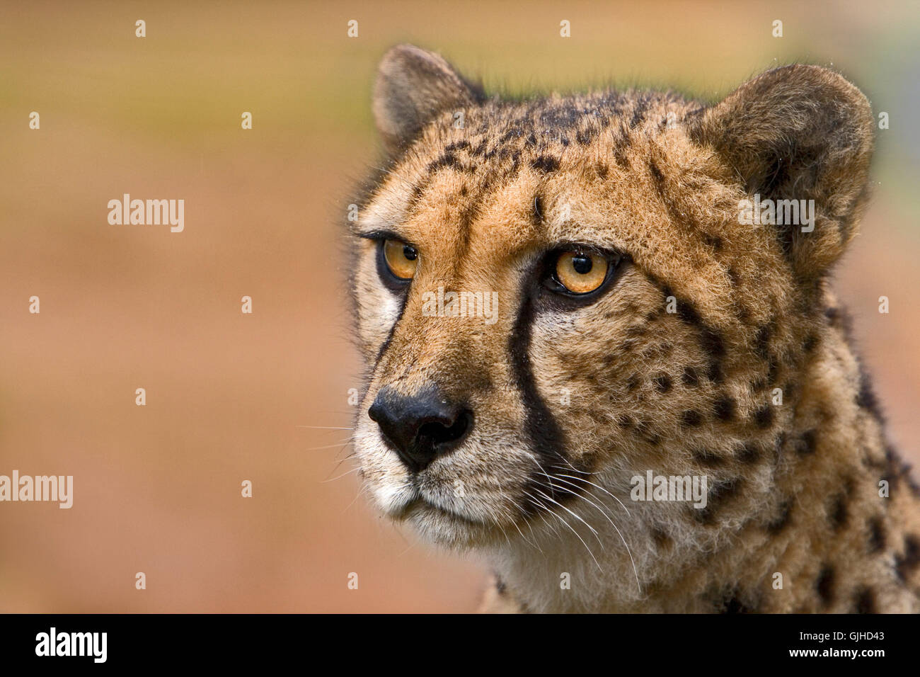 animal mammal brown Stock Photo - Alamy