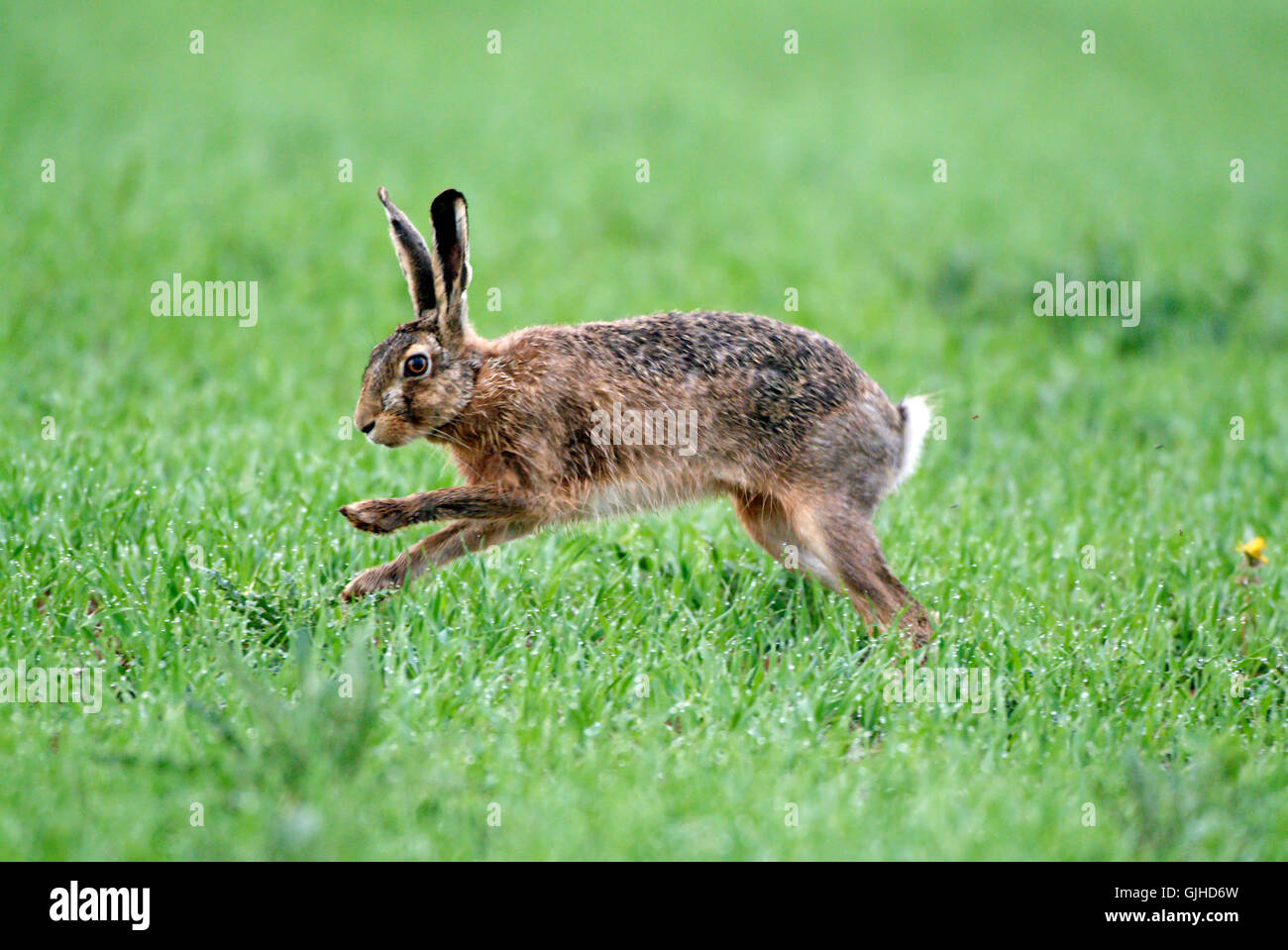 Animals field hi-res stock photography and images - Alamy