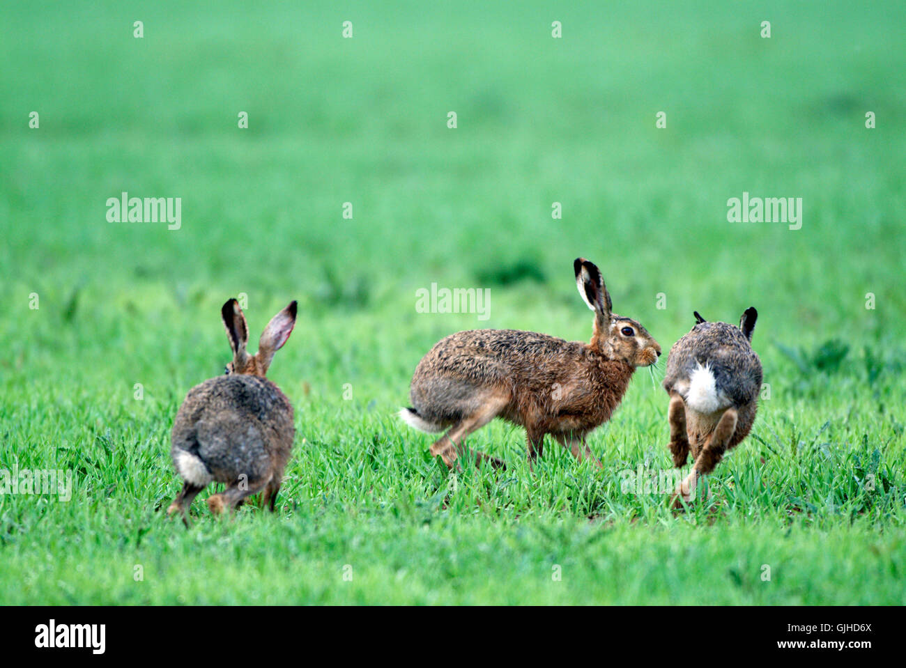 mammal field rodent Stock Photo - Alamy