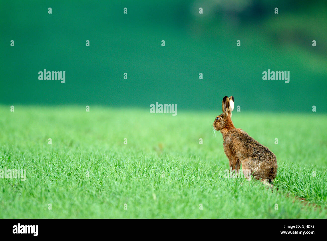 Animal chase animal hi-res stock photography and images - Alamy