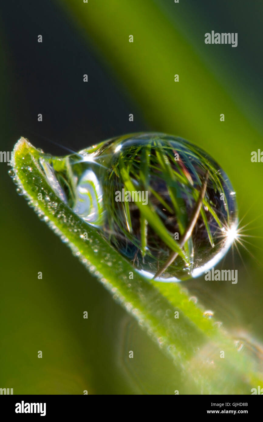 dew drops macro Stock Photo - Alamy