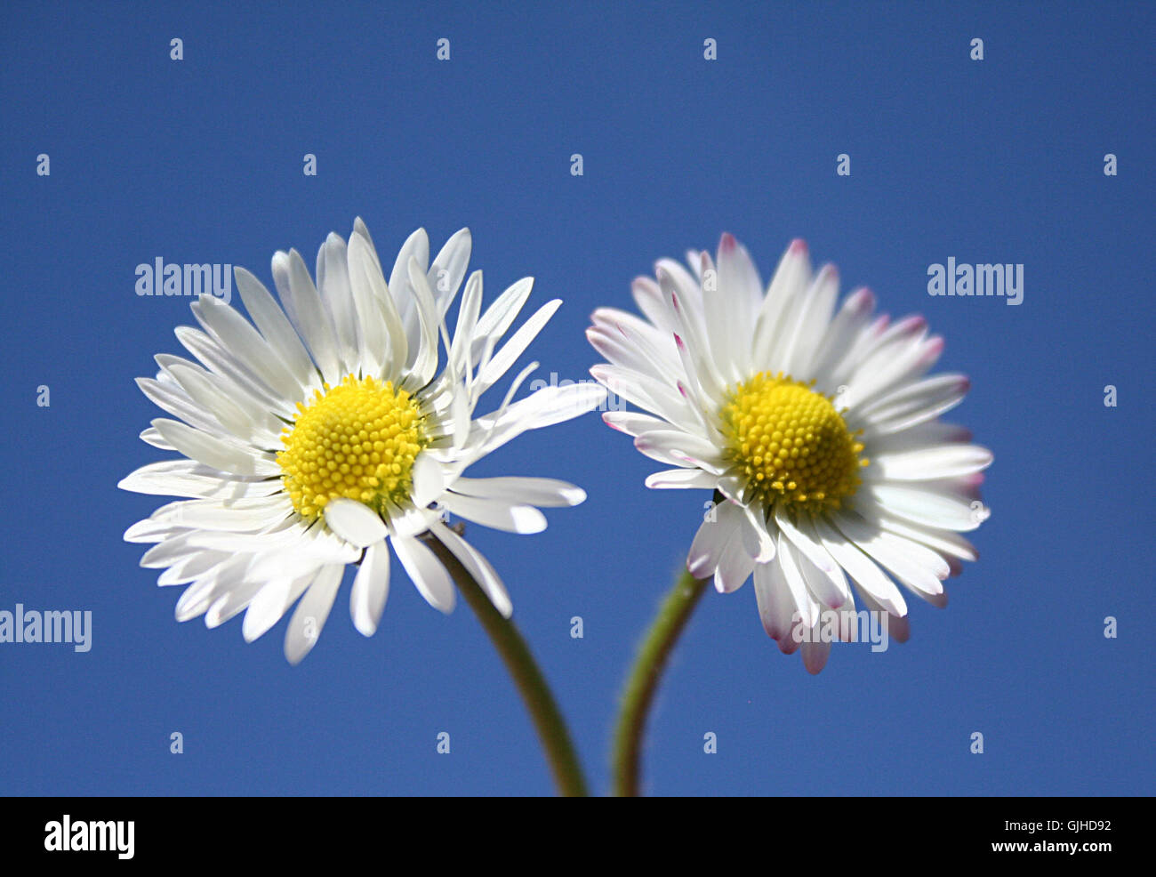 blue bloom blossom Stock Photo - Alamy