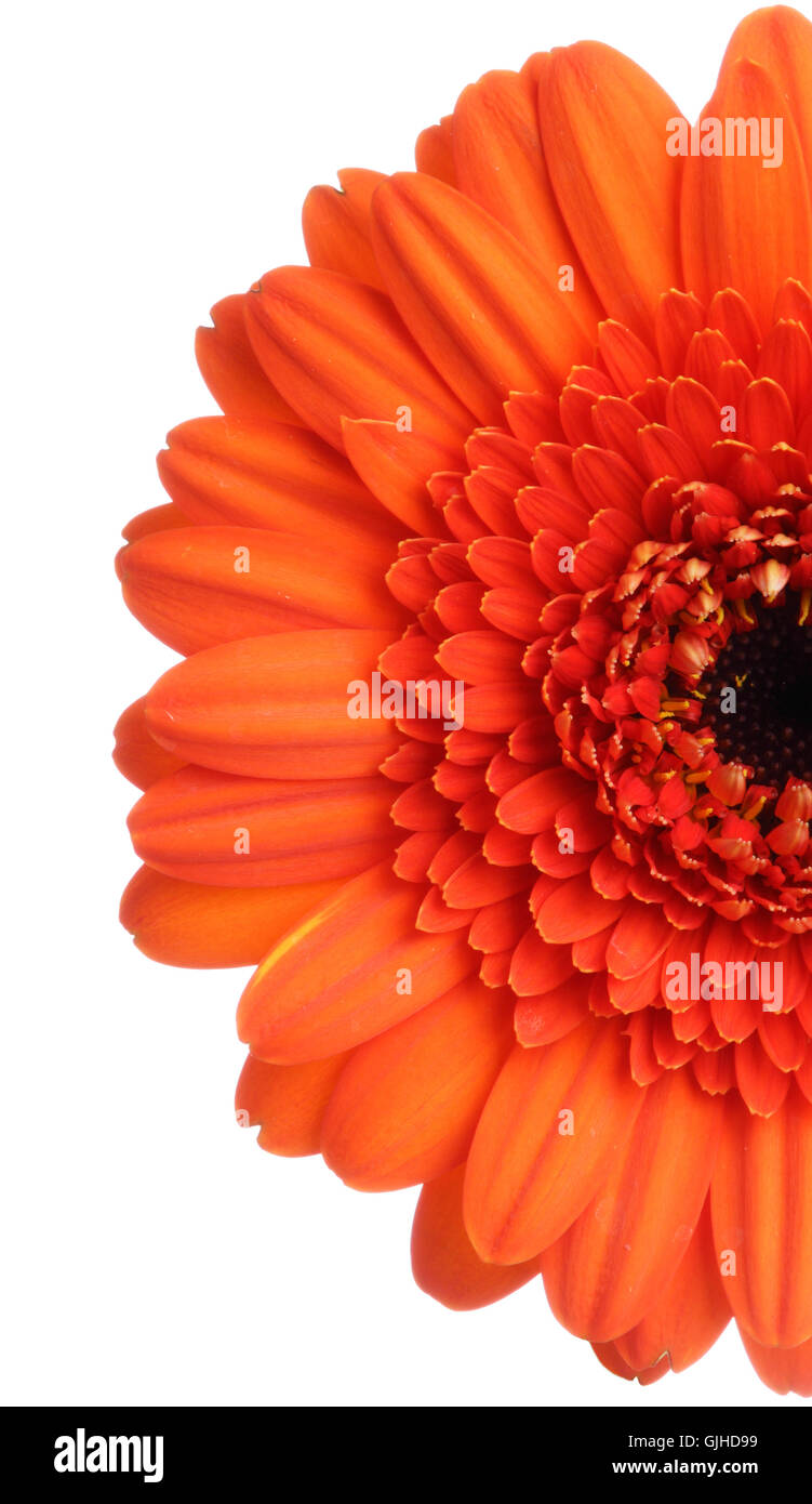 orange shine shines Stock Photo - Alamy