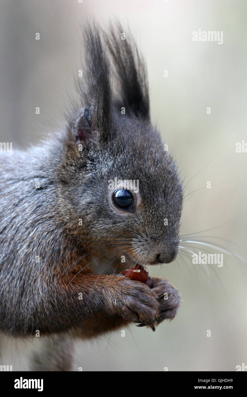teeth rodent skin Stock Photo - Alamy