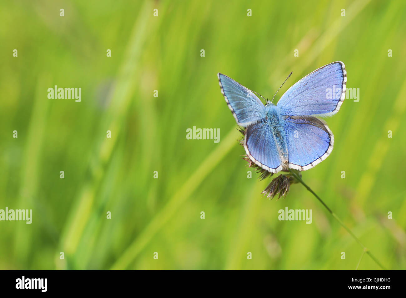 Summer azure butterflies hi-res stock photography and images - Alamy