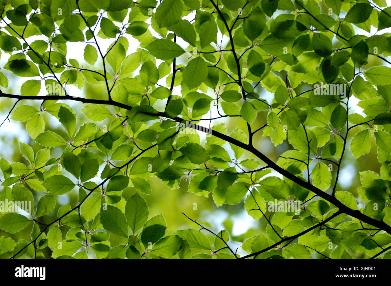 leaf tree leaves Stock Photo - Alamy