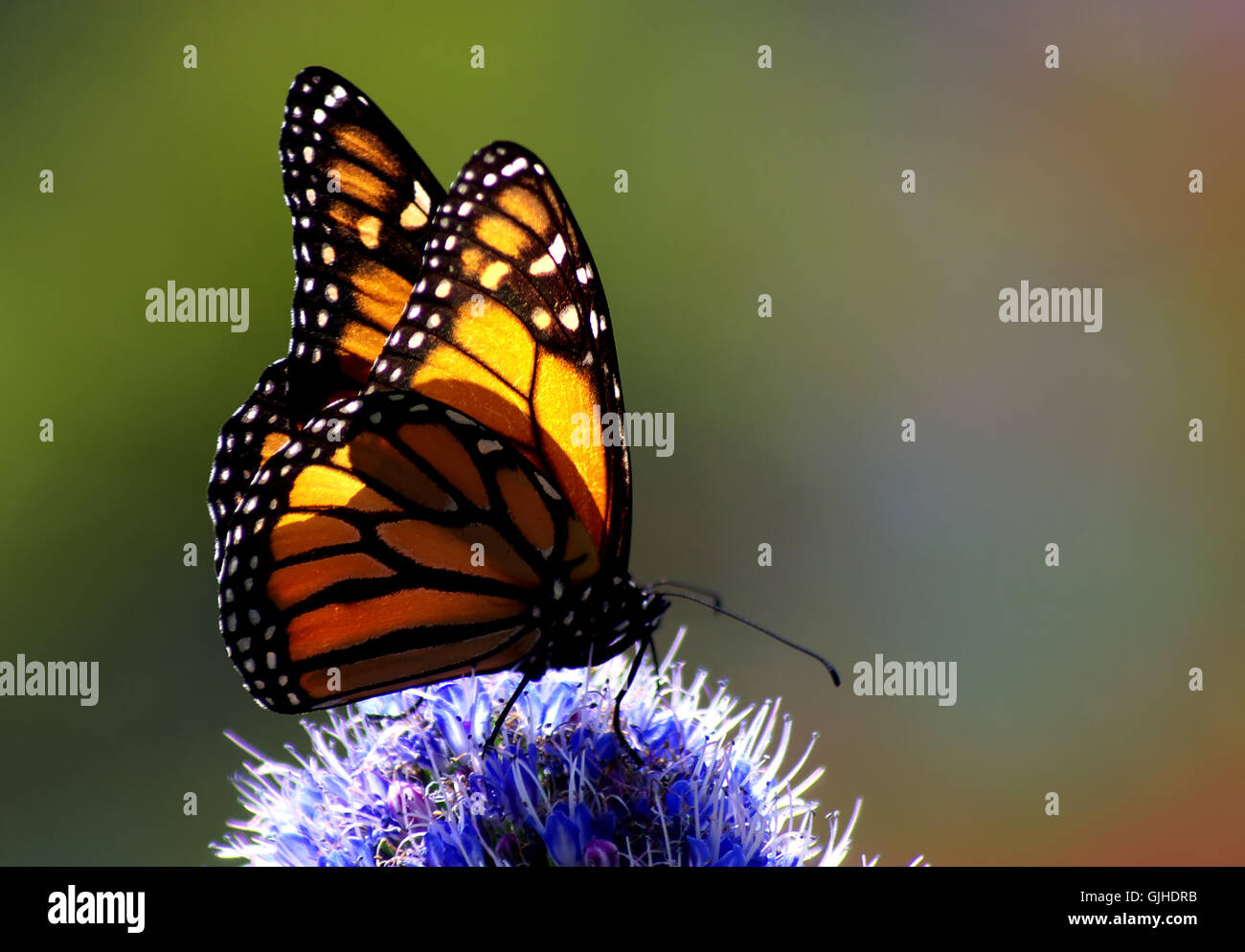 Boraginoideae rauhblattgewachse hi-res stock photography and images - Alamy