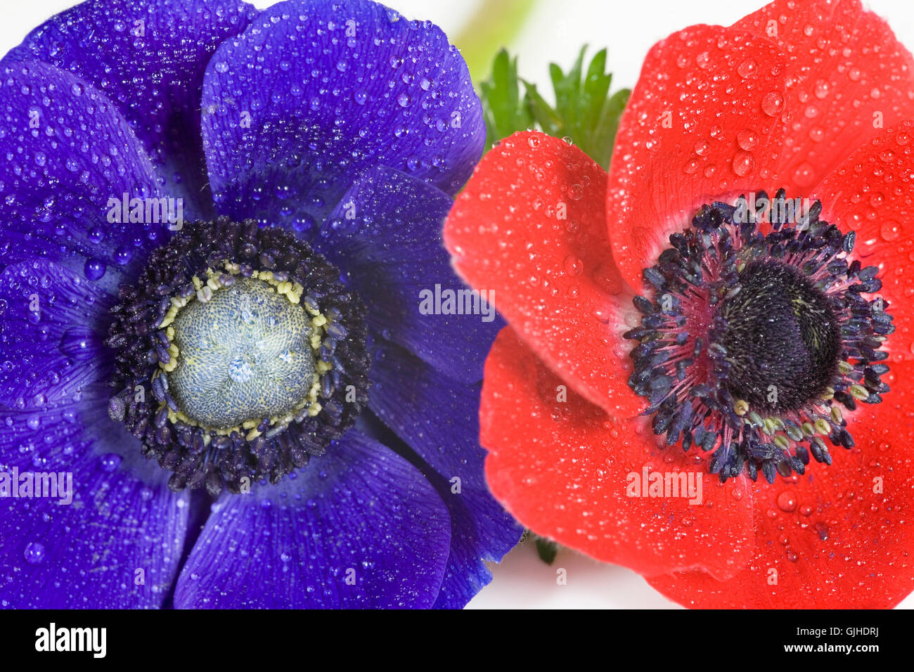 blue macro close-up Stock Photo - Alamy