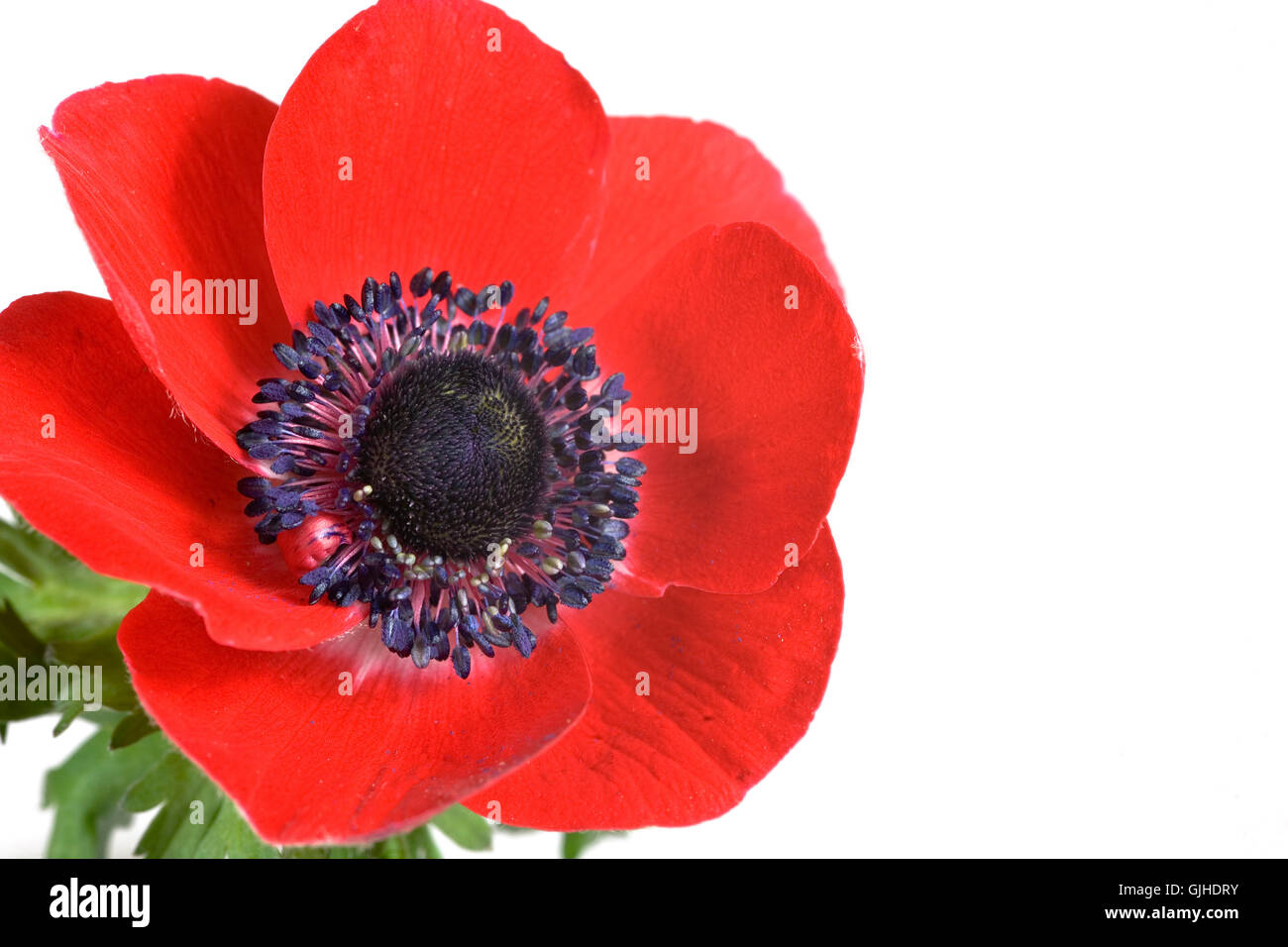 Red anemone hi-res stock photography and images - Alamy