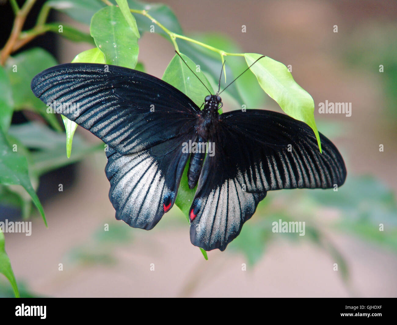 insect asia butterfly Stock Photo - Alamy