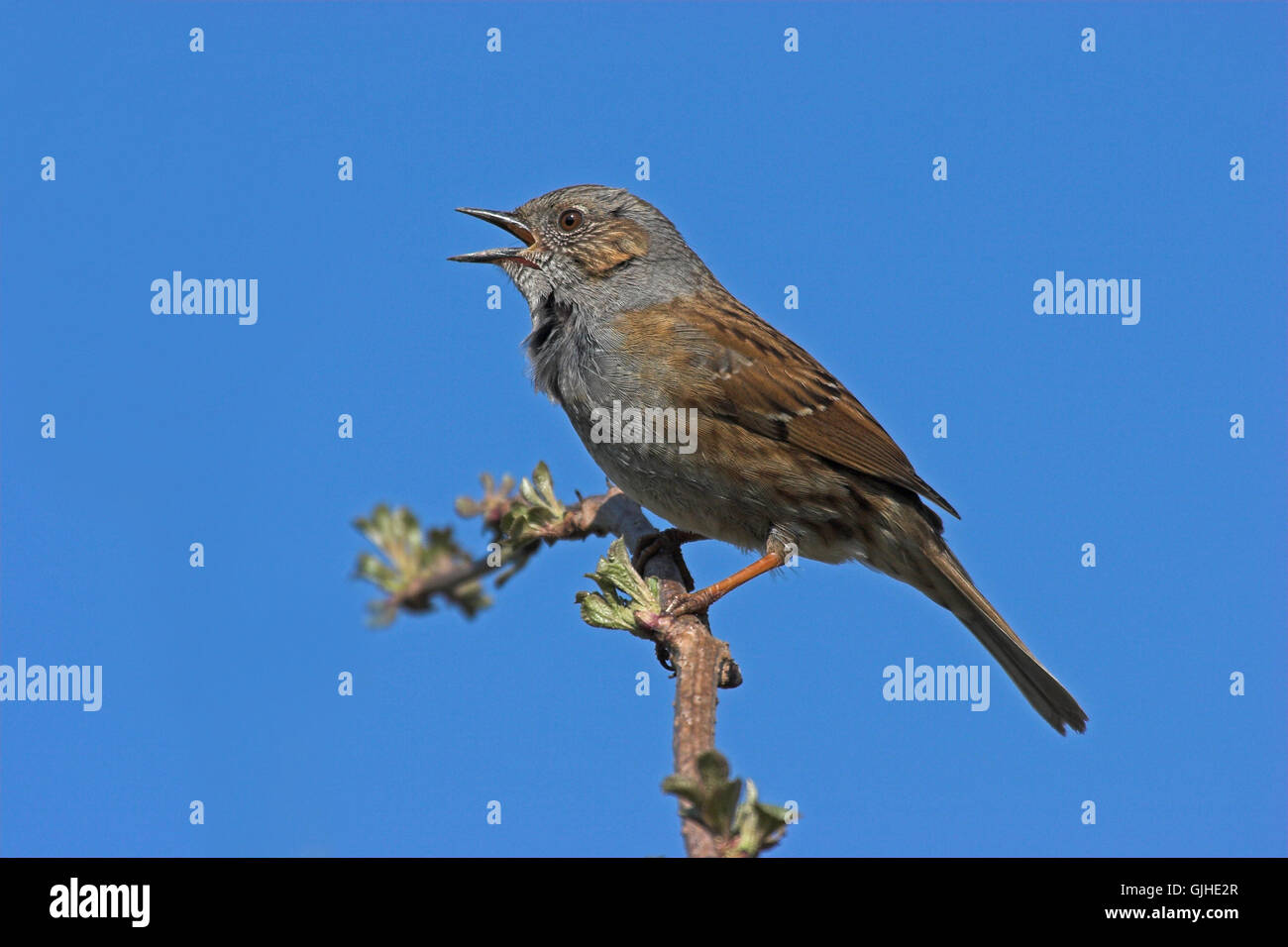 blue spring beak Stock Photo - Alamy