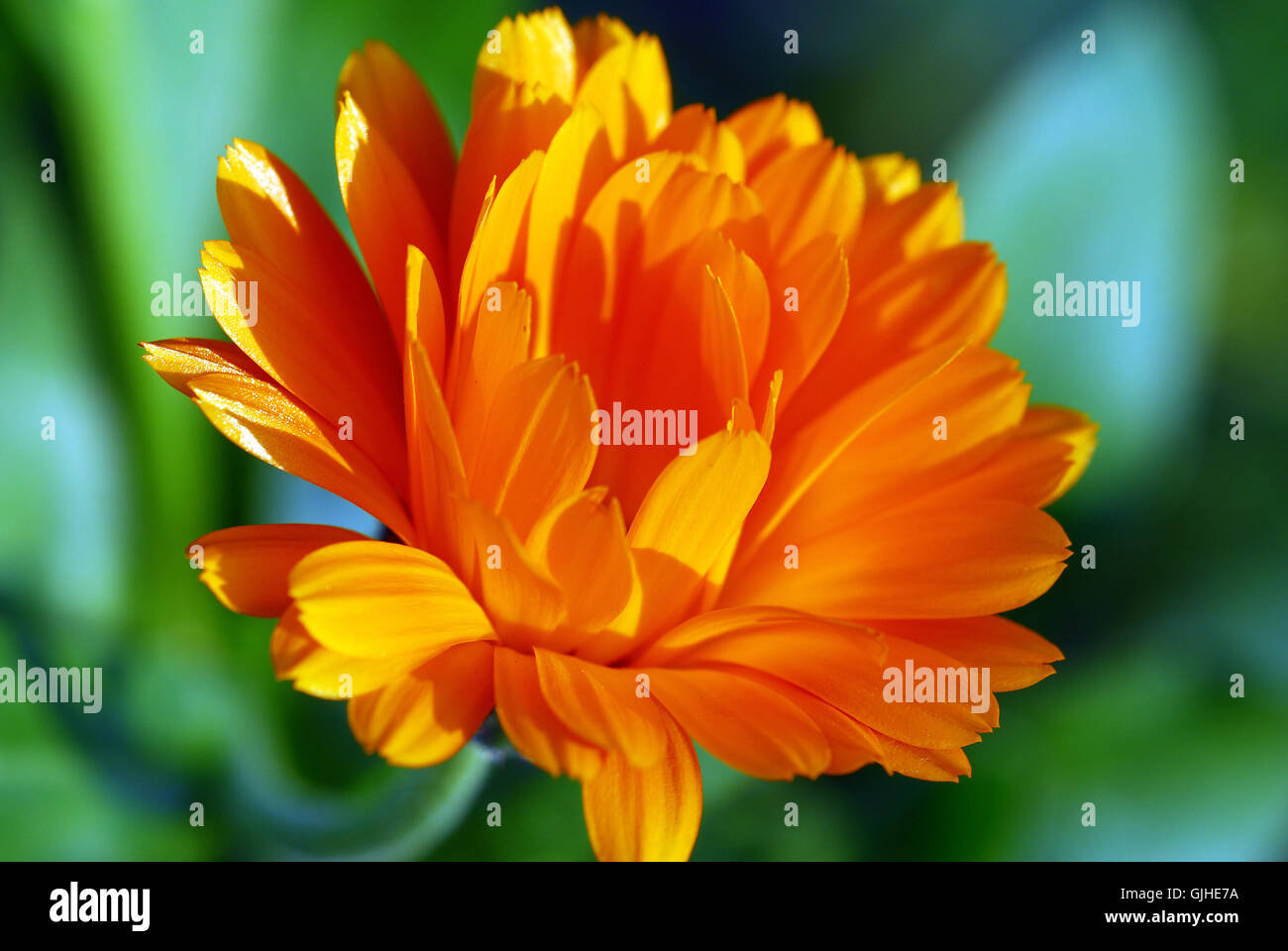 Gaudy flowers hi-res stock photography and images - Alamy