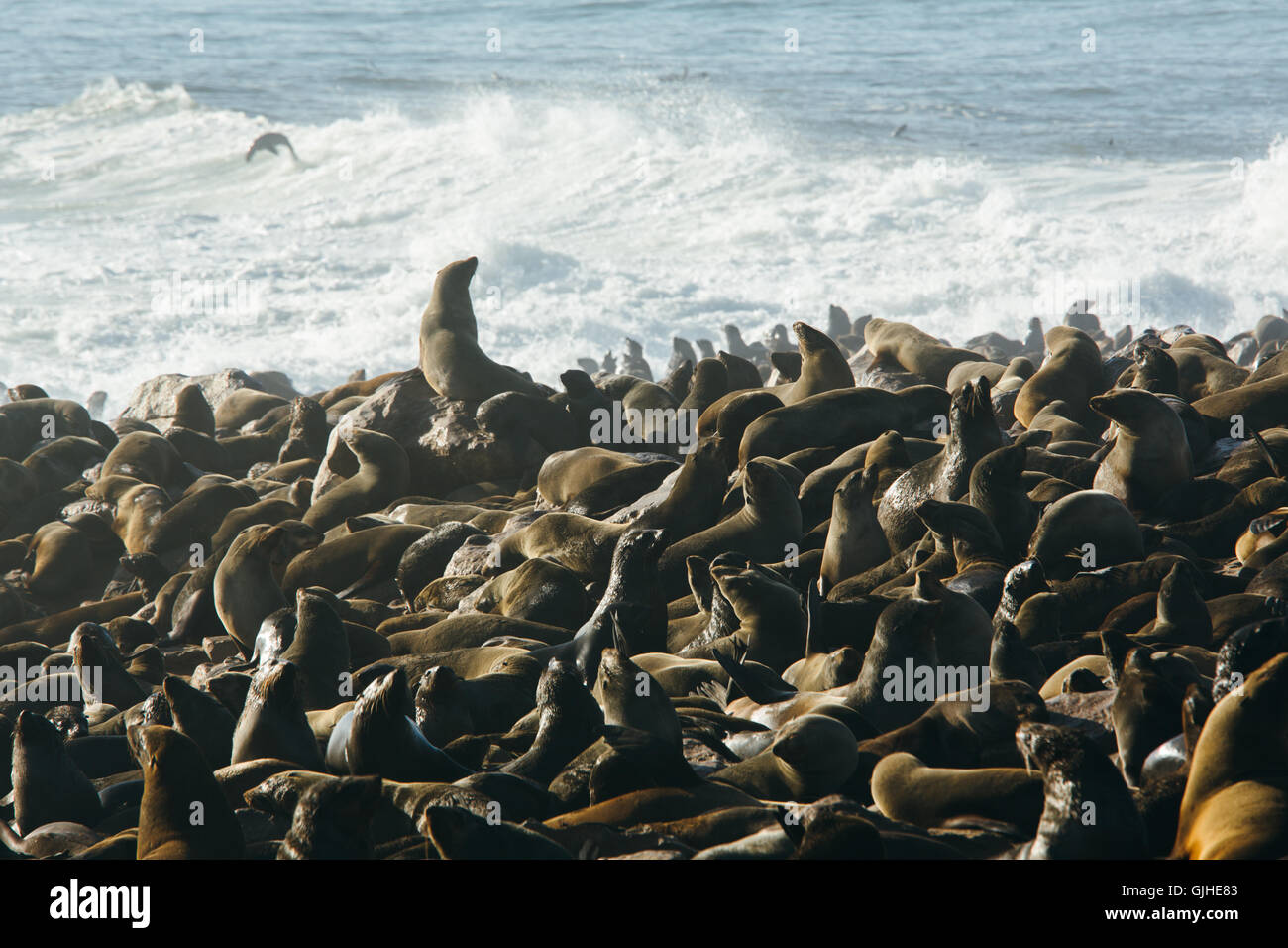 Seal Colony, Cape Cross, Namibia Stock Photo - Alamy